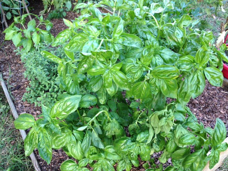 Growing Pesto – Chef Paulette